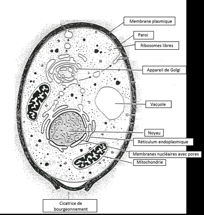 LA BIOCHIMIE